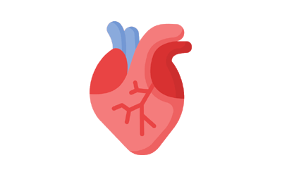 [PPT] Anatomy of Heart PPT Slide (Presentation)