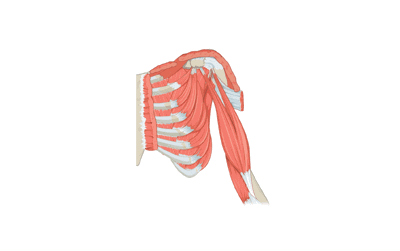 [PPT] Arteries of Upper Limb PPT Slide (Presentation)
